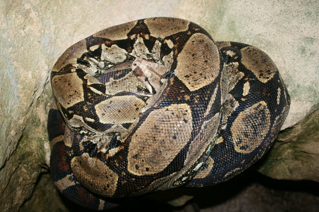 Boas constrictor - Refuge de l'Arche
