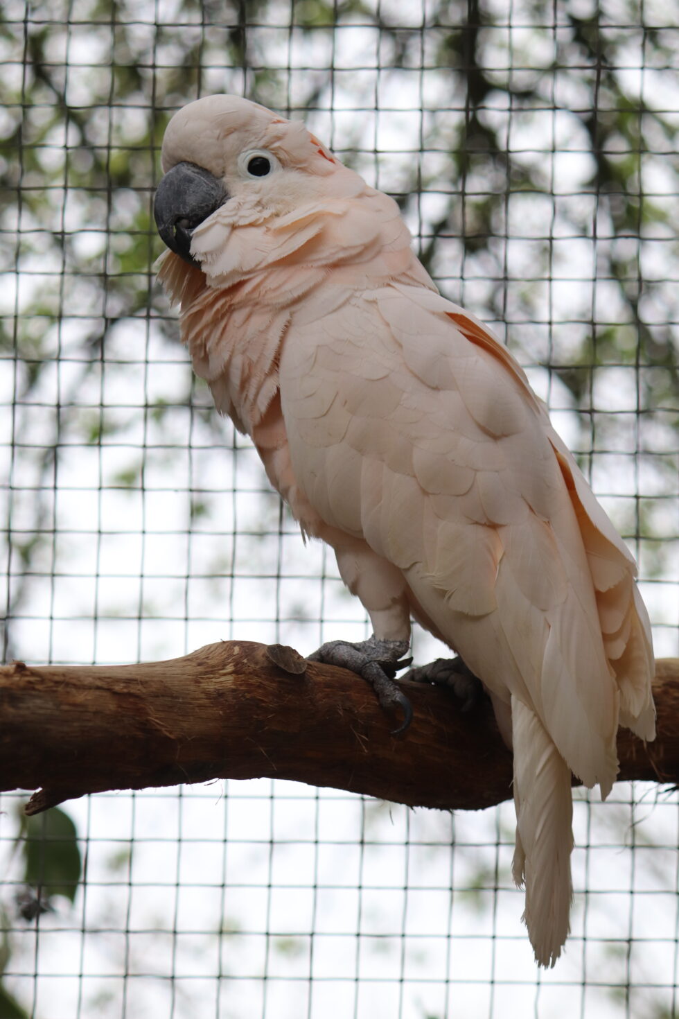 Cacatoès à huppe rouge - Refuge de l'Arche