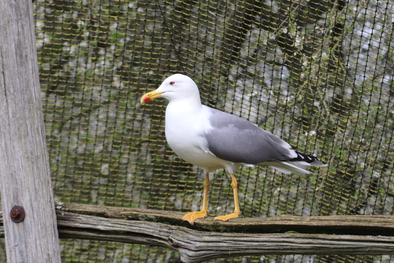 Goéland leucophée - Refuge de l'Arche