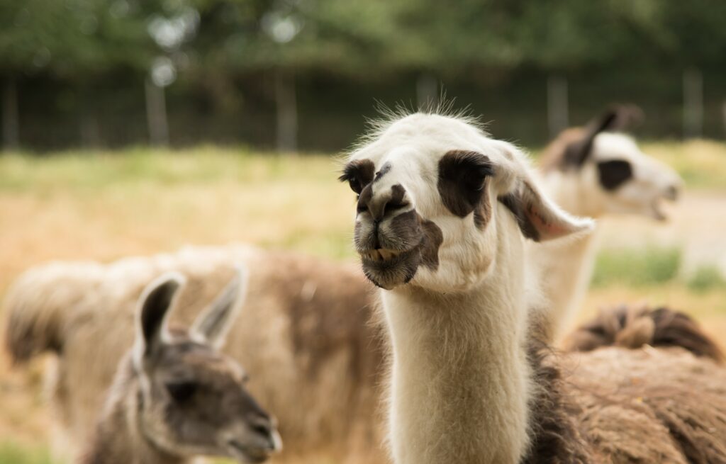 Lamas - Refuge de l'Arche