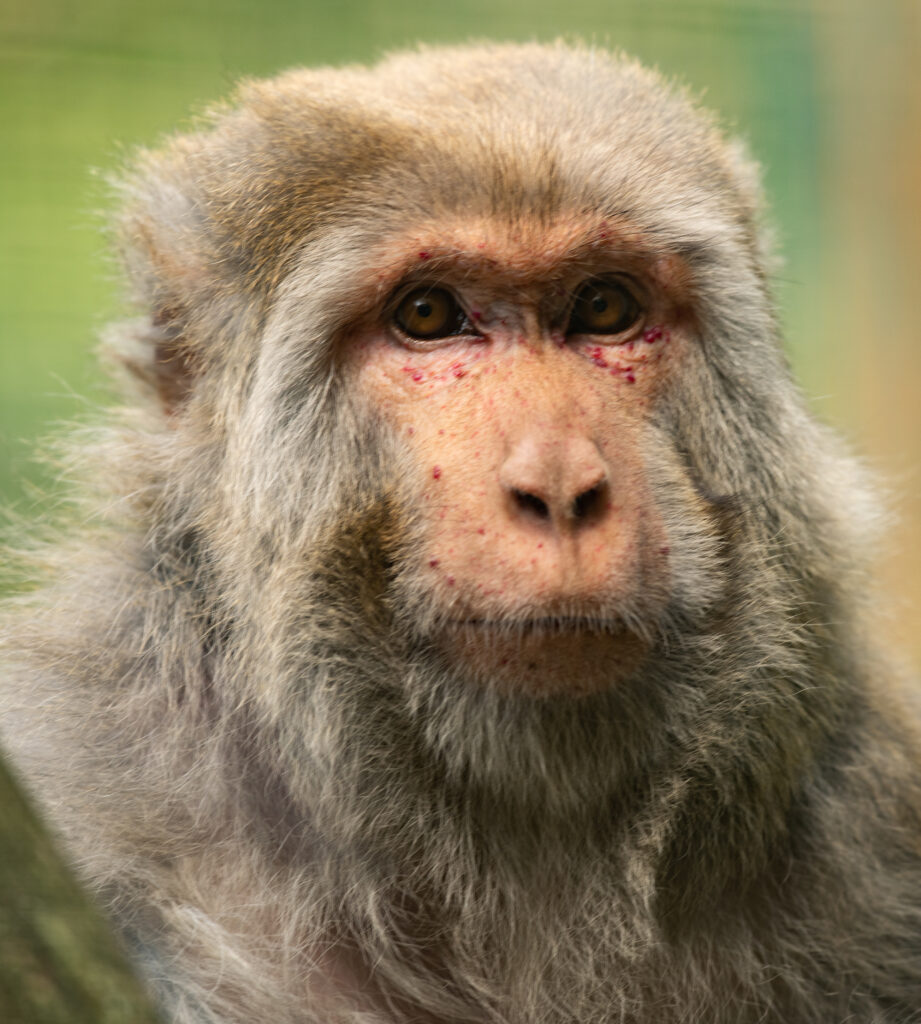 Macaques rhésus - Refuge de l'Arche