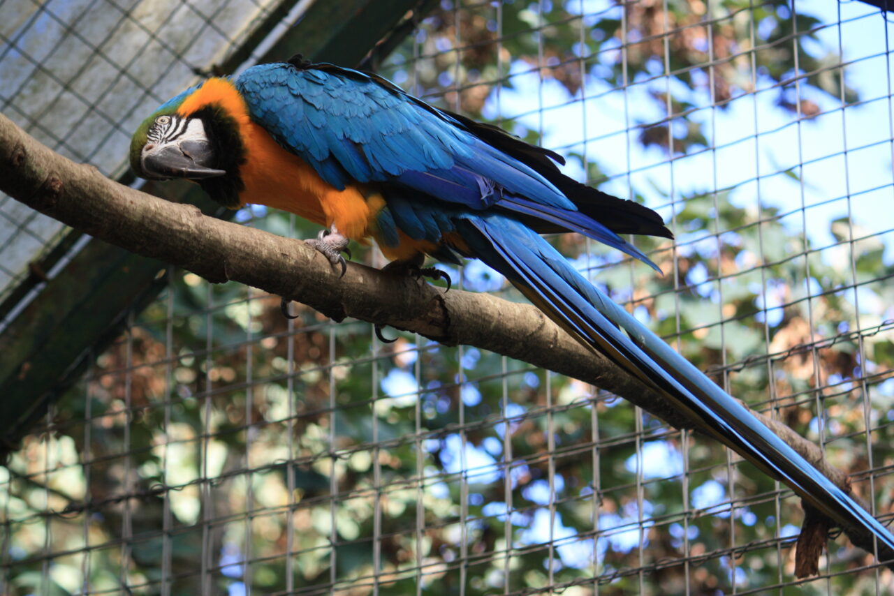 Aras araraunas - Refuge de l'Arche