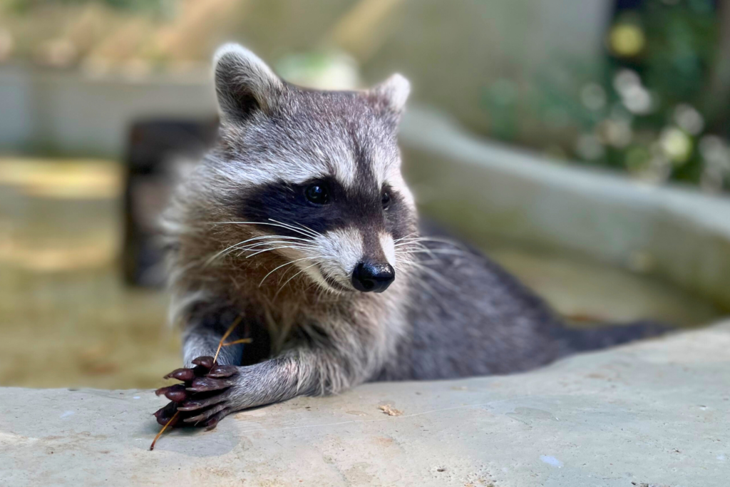 Raton laveur - Refuge de l'Arche
