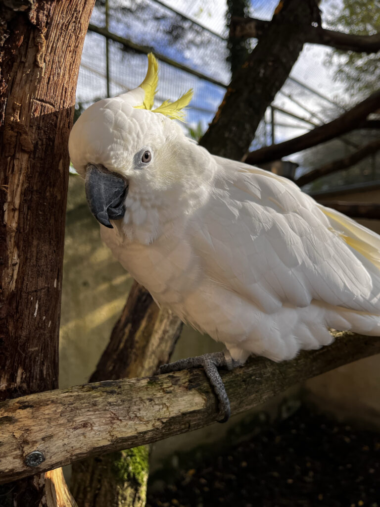 Cacatoès à huppe jaune Lola - Refuge de l'Arche